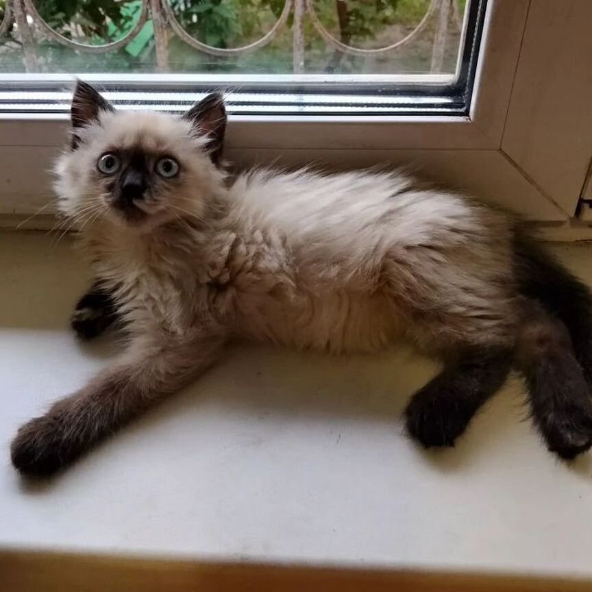 Сиамский котёнок