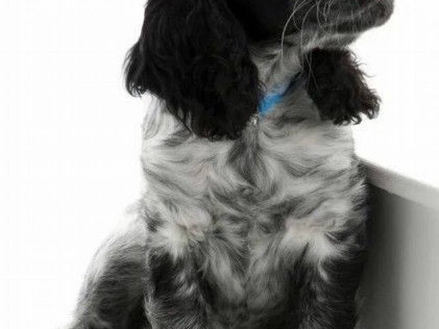 Ушастая малышка