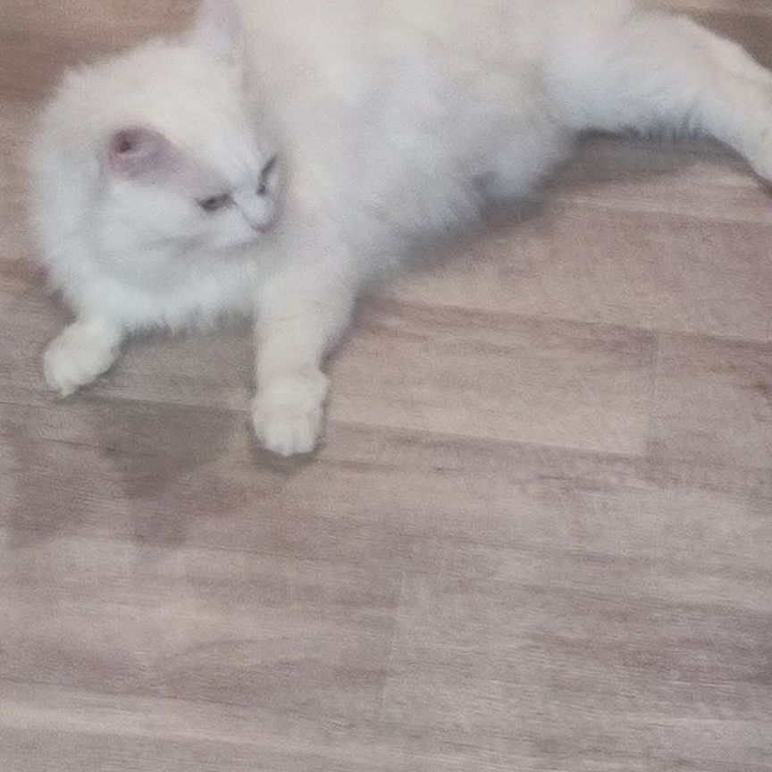 Отдам бесплатно в хорошие руки кота