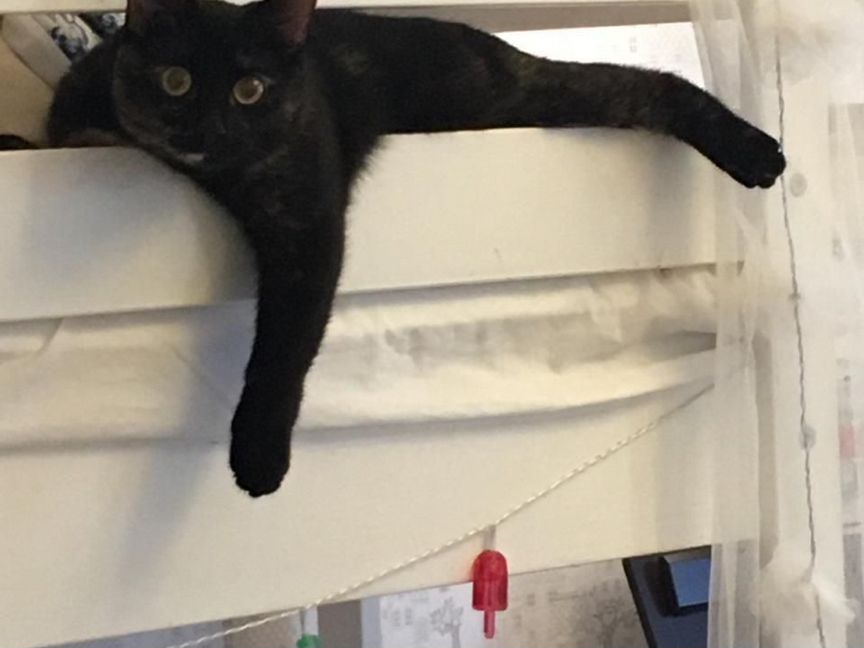 Кошка "черепашка" в добрые руки