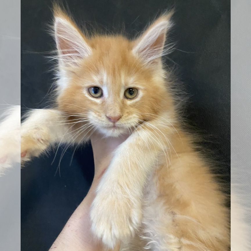 Мейн-кун мальчик красный