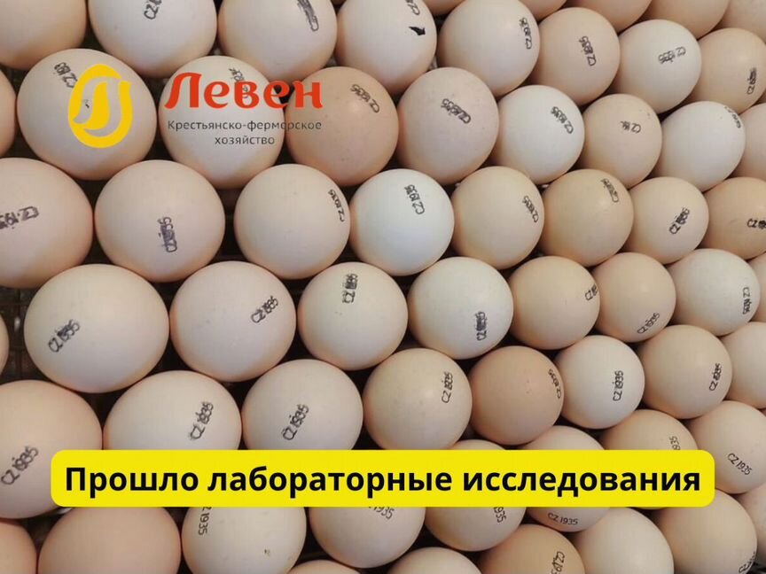 Инкубационное яйцо. Кобб и Росс. Из Европы