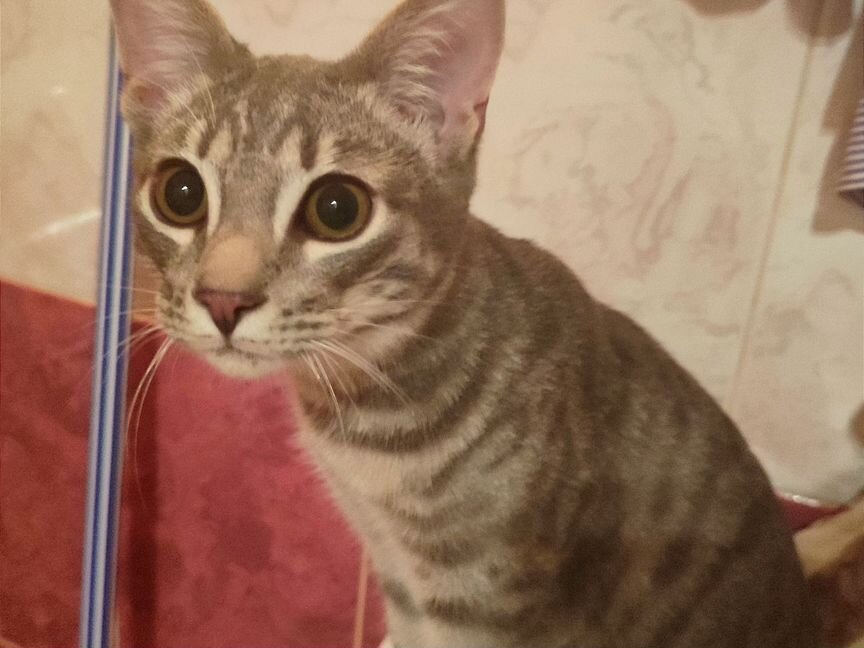 Котенок