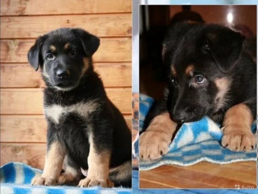 Щенки немецкой и восточно европейской овчарки