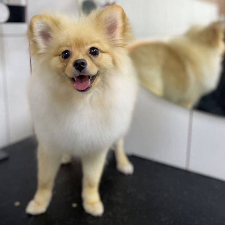 Немецкий шпиц, вязка