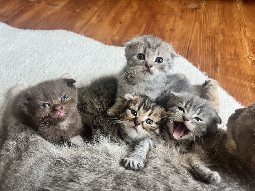 Шотландские вислоухие котята