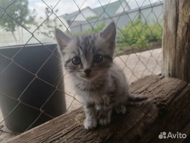 Котята смесь с британским