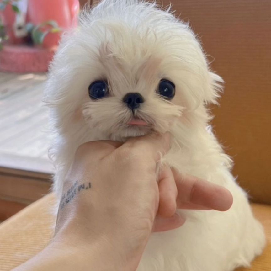 Мальтезе девочка Китай