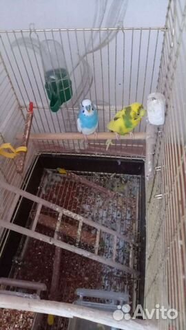 Волнистый попугай с клеткой