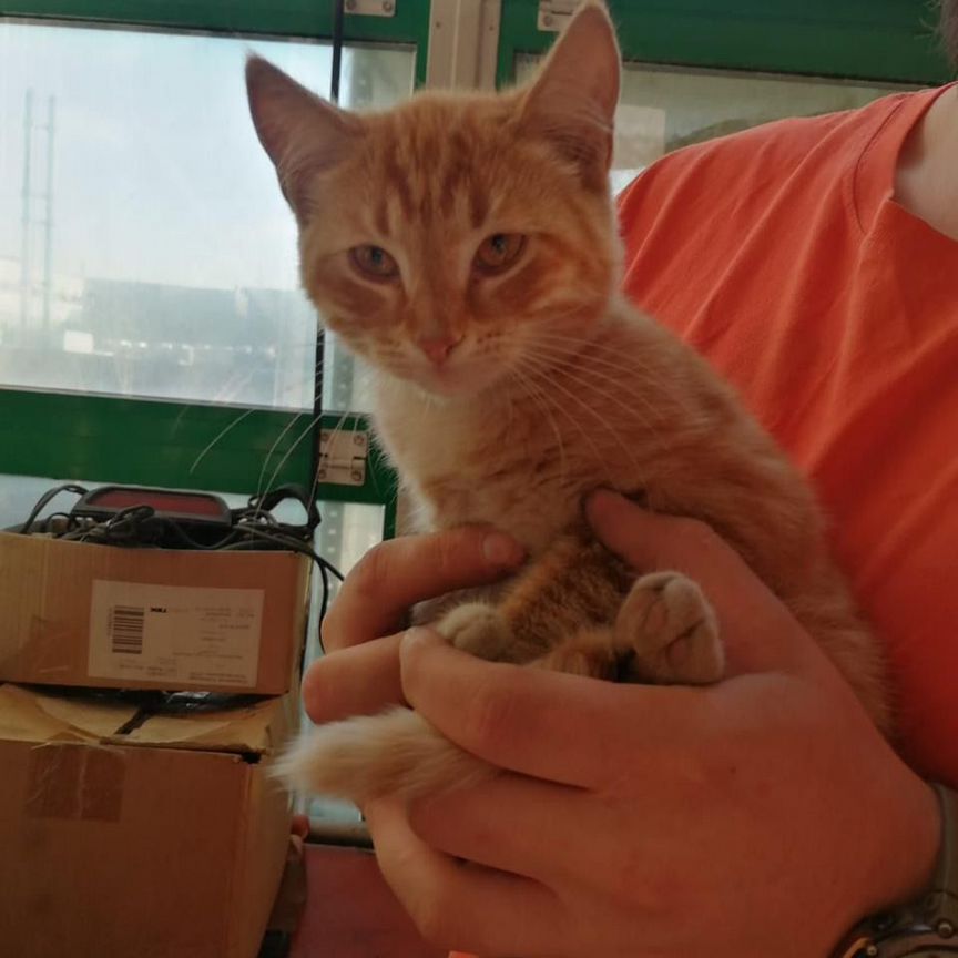 Котята в автосервисе