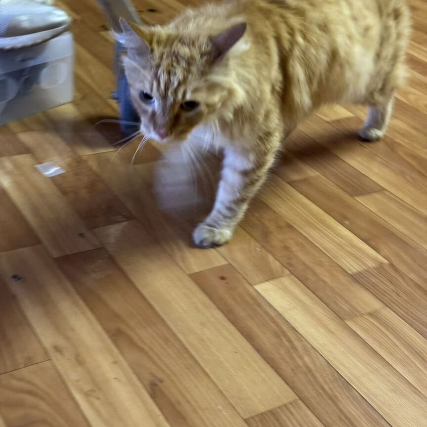 Рыжая милашка ищет семью