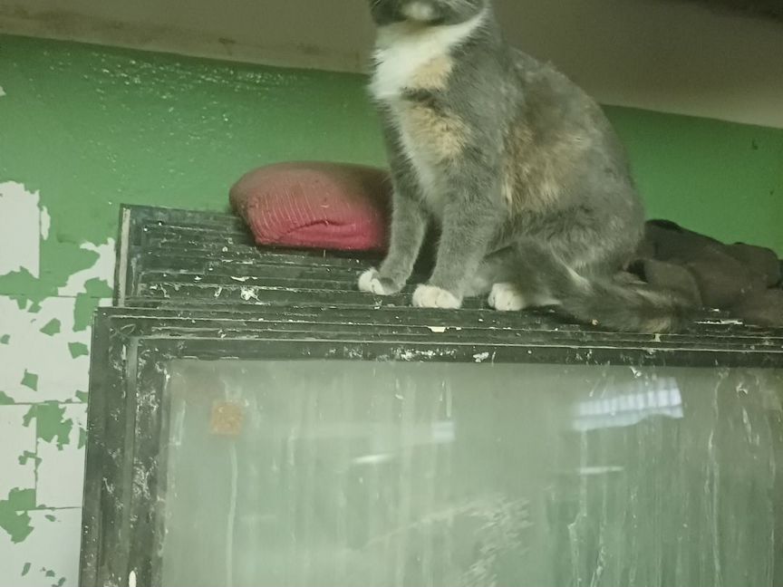 Пеструша ищет добрую семью