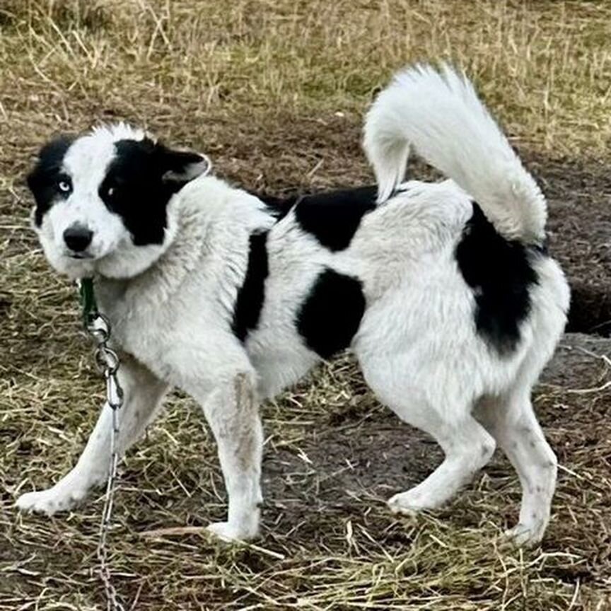 Маленькая собачка, Сенька