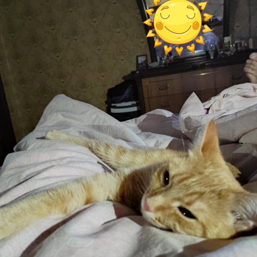 Взрослая, кошка в добрые руки