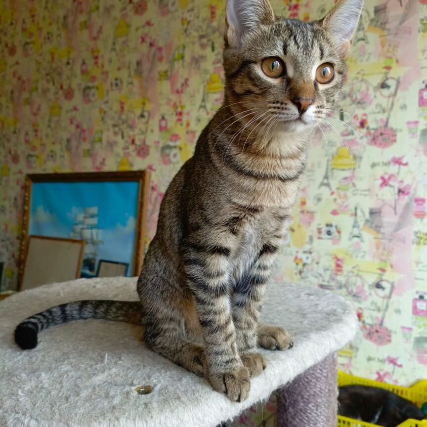Котенок девочка