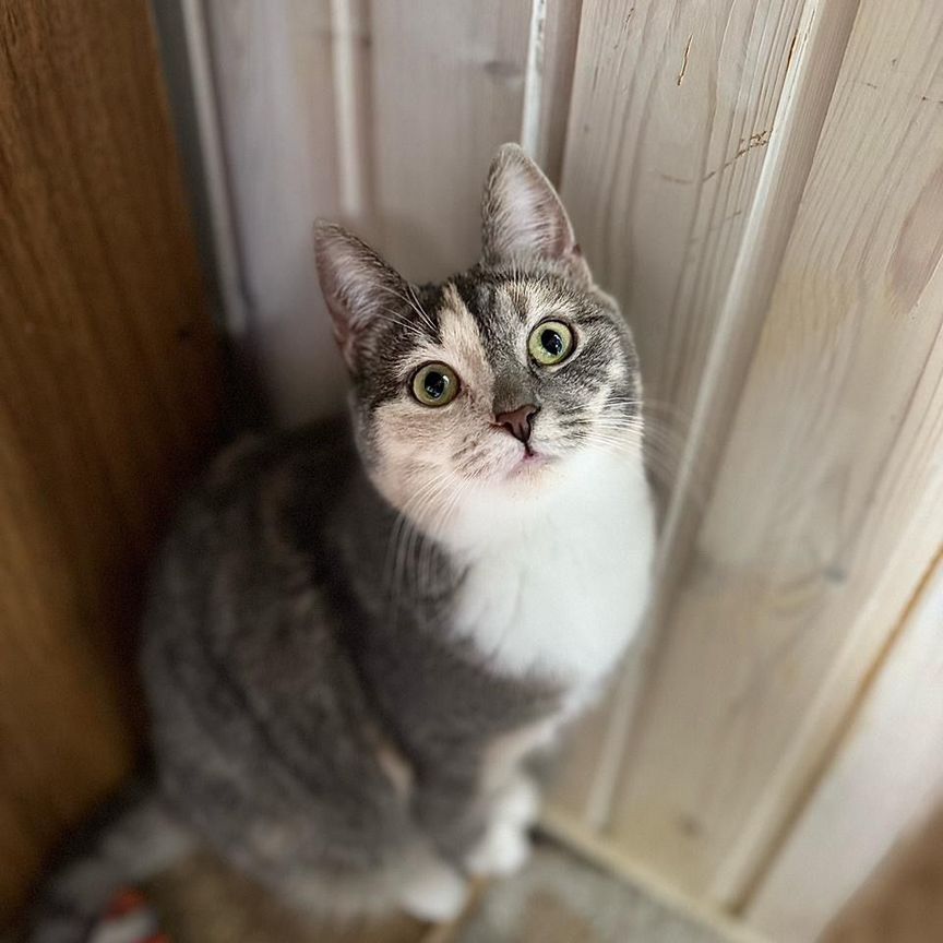 Молодая кошечка