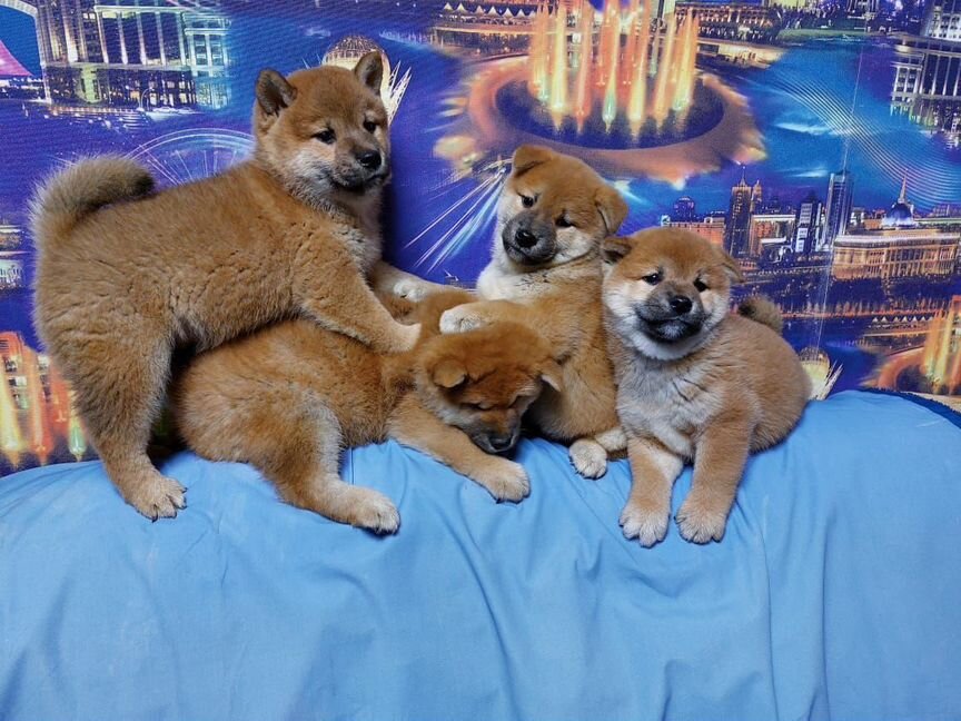 Щенки сиба ину