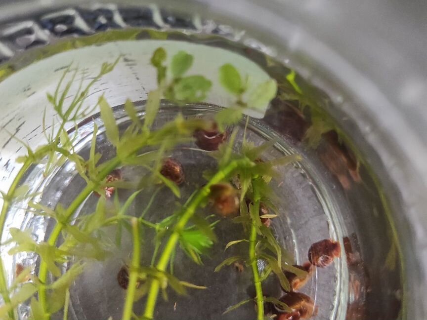 Отдам. Улитки. Растения лимнобиум сальвиния ряска