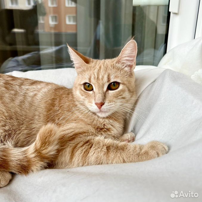 Кошка Ириска – удивительно умная рыжуля в дар