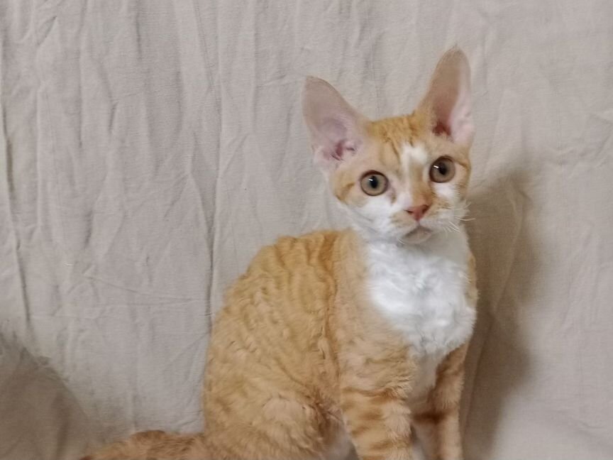 Котенок девон-рекс Таисия