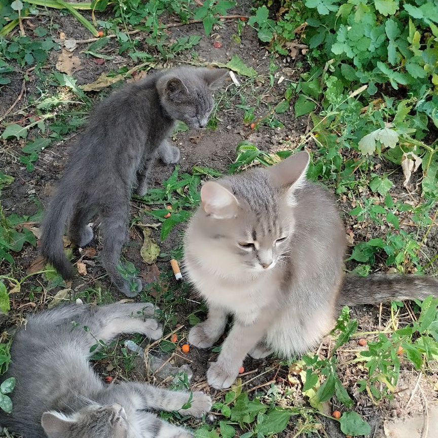 Кошечка с котятами ищет дом