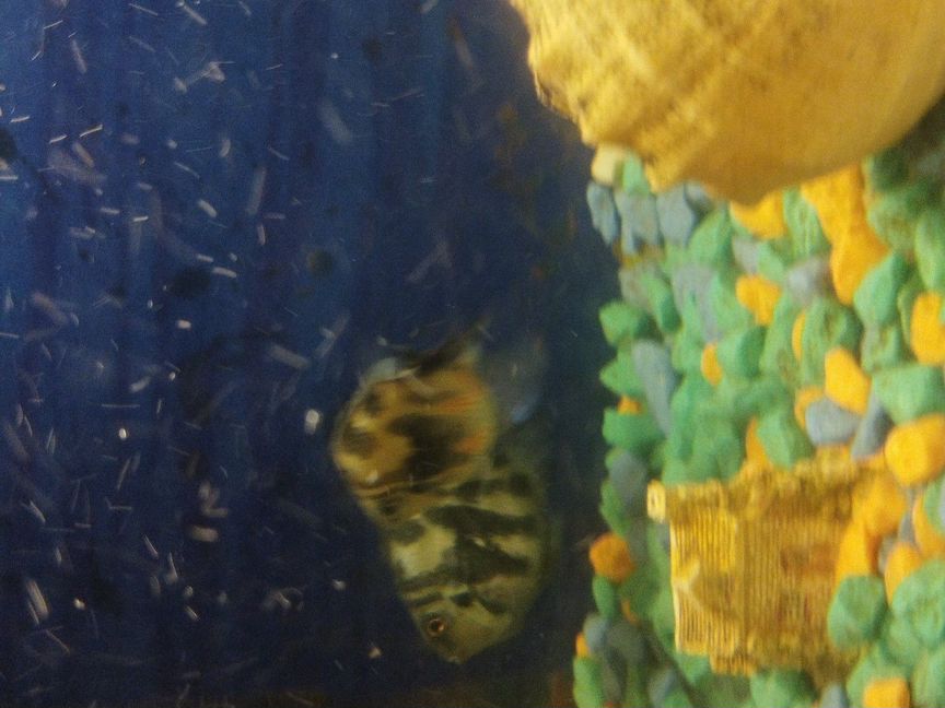 Сапфировое попугаи