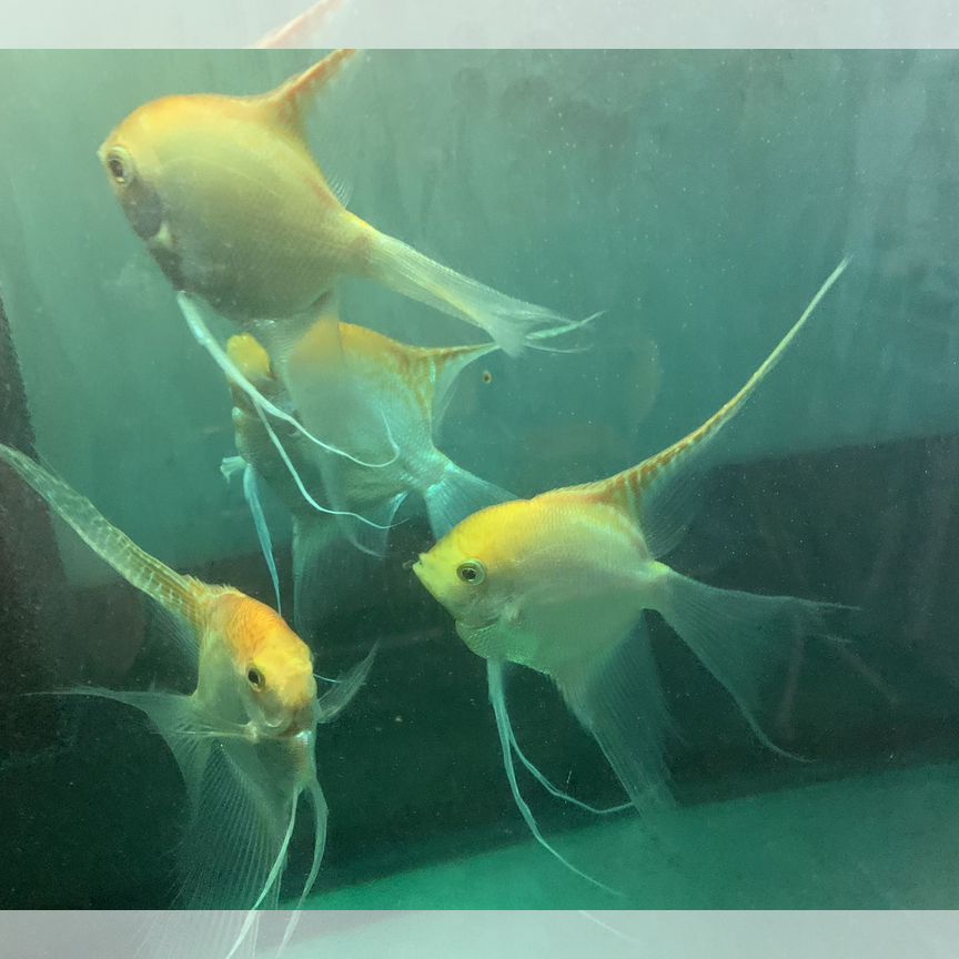 Аквариумные рыбки цихлиды