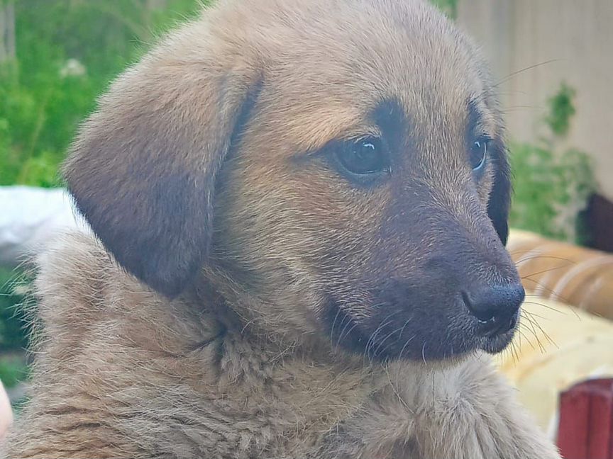 Щенок в добрые руки