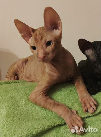 Донской сфинкс котята