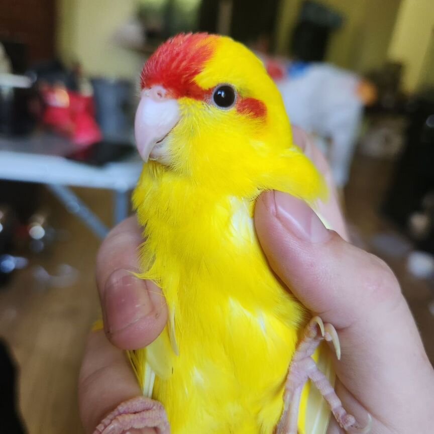 Ручной какарик малыши (попугаи)