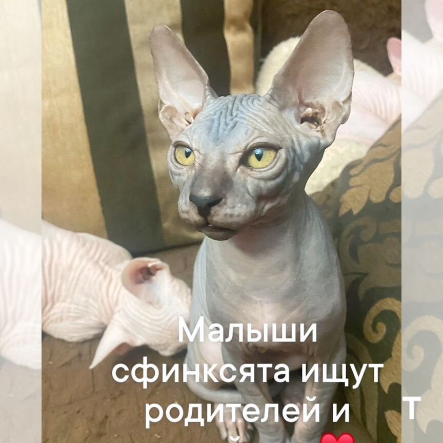 Канадский сфинкс котенок