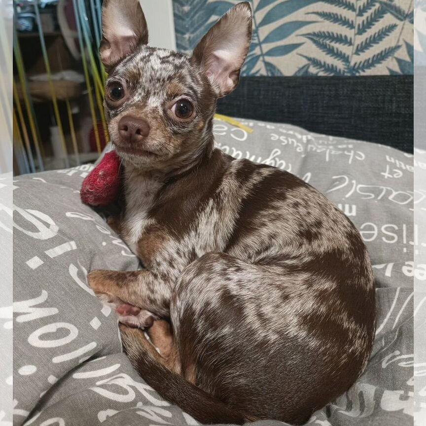 Кобель чихуахуа