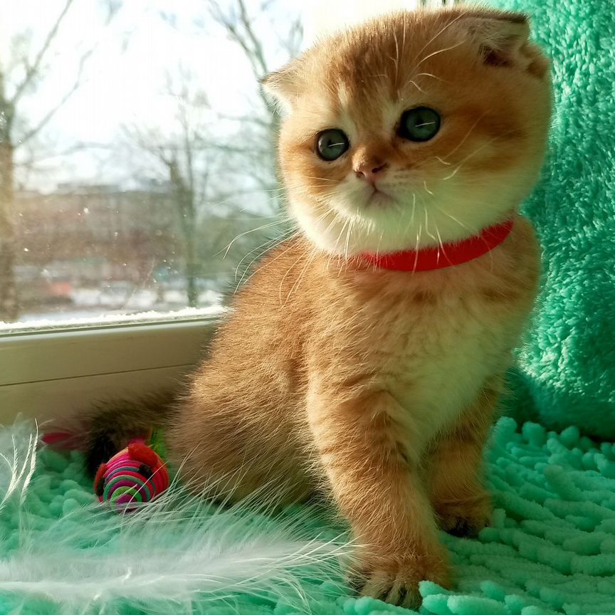 Золотая шиншилла вислоухий котенок