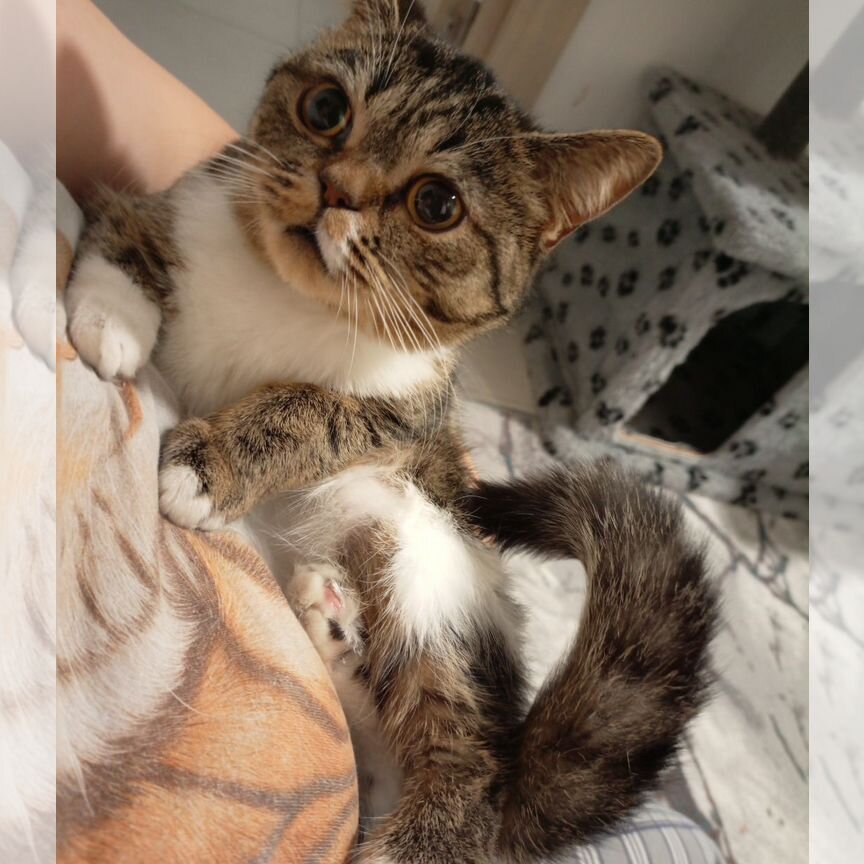 Шотландский вислоухий короткошёрстный котёнок