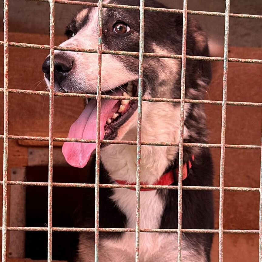 Машуля из приюта ищет дом