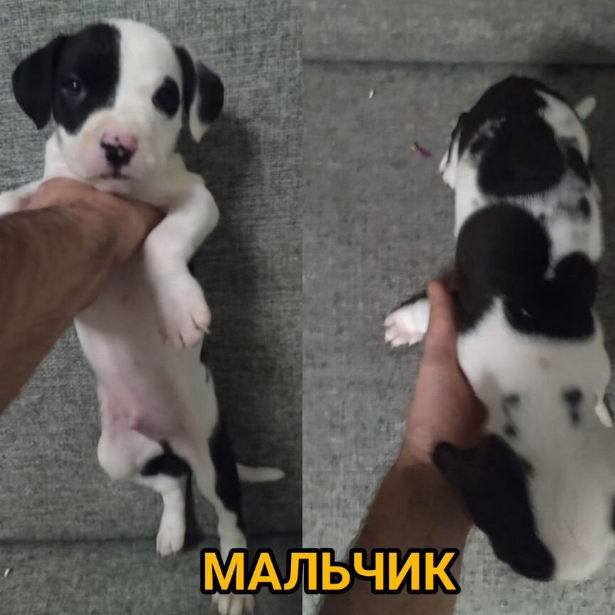 Щенки американского Питбуль