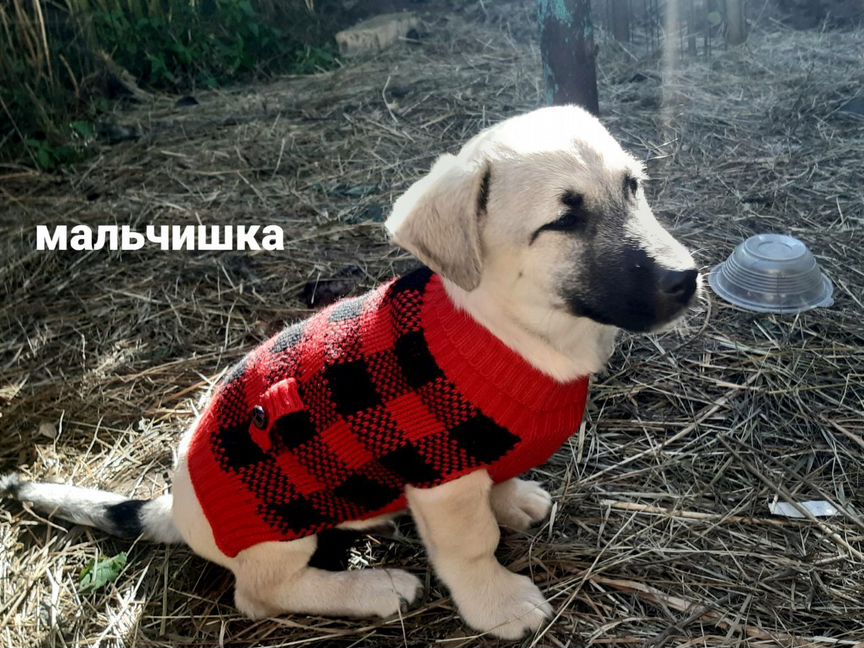 Модные ребятки ищут дом