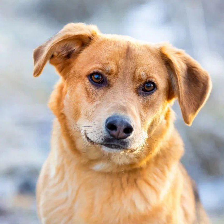 Готовый для семьи подросток Рыжик ждёт вас