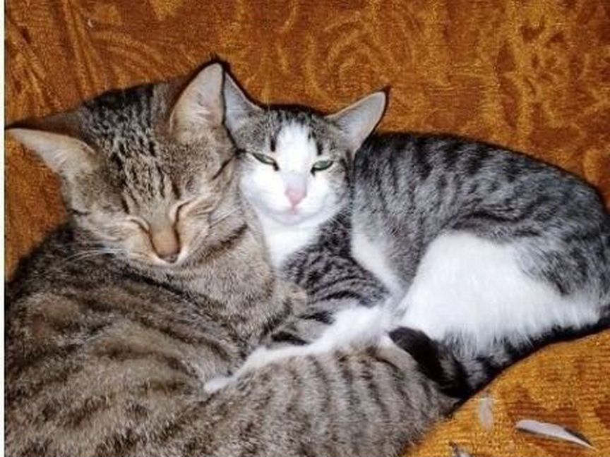 Котодевочки в добрые ручки