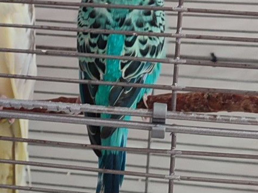 Волнистый попугай самец