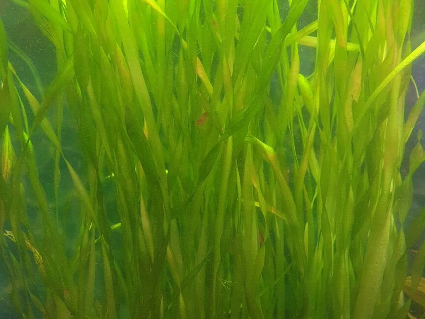Растения для аквариума и хелены