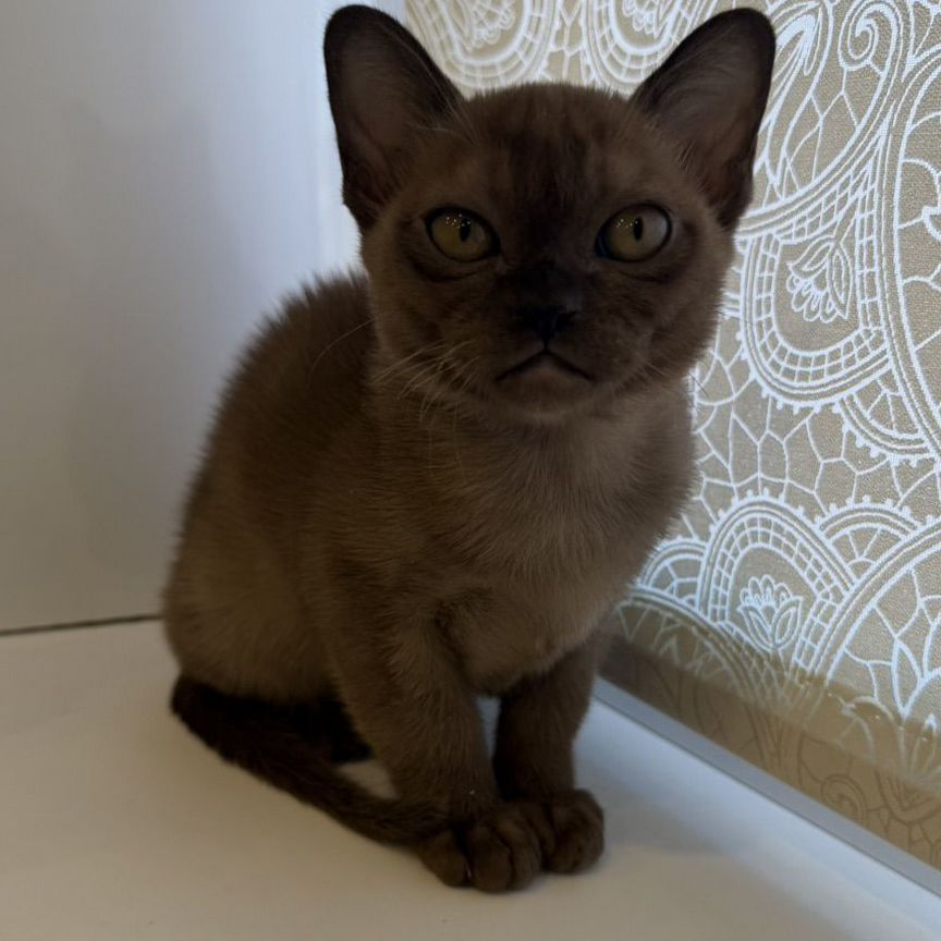 Американский бурманский котёнок