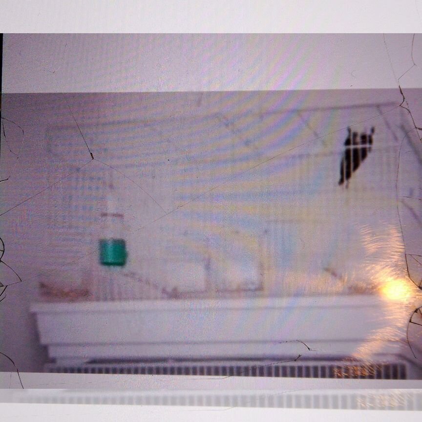 Новая клетка ещё не собрана фото от старого клетки