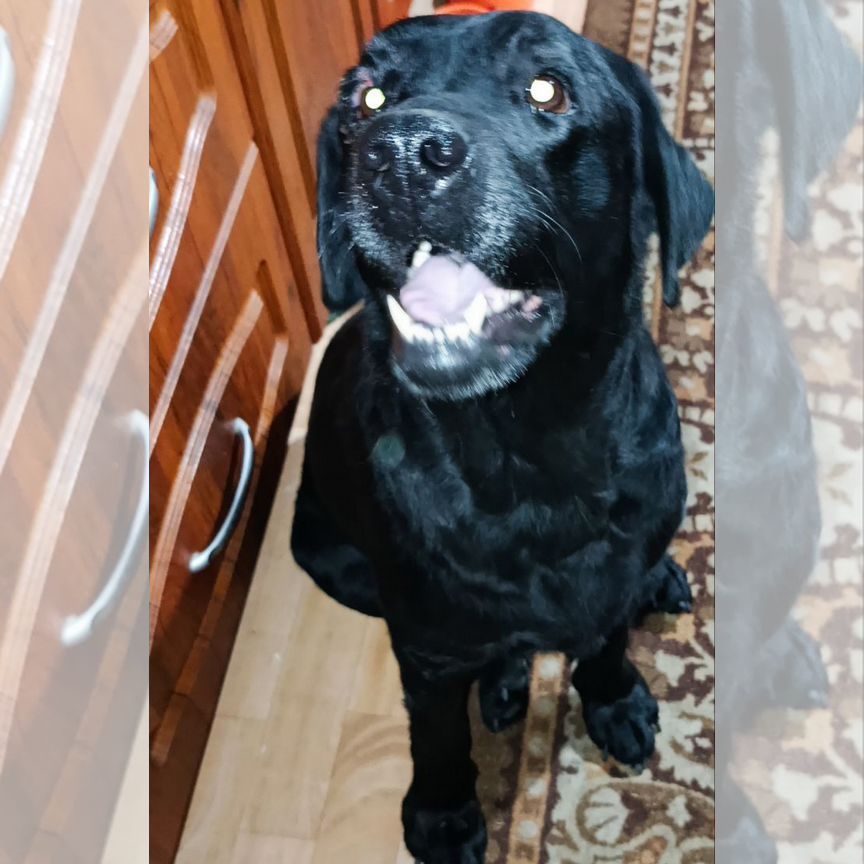 Лабрадор-ретривер, взрослая собака