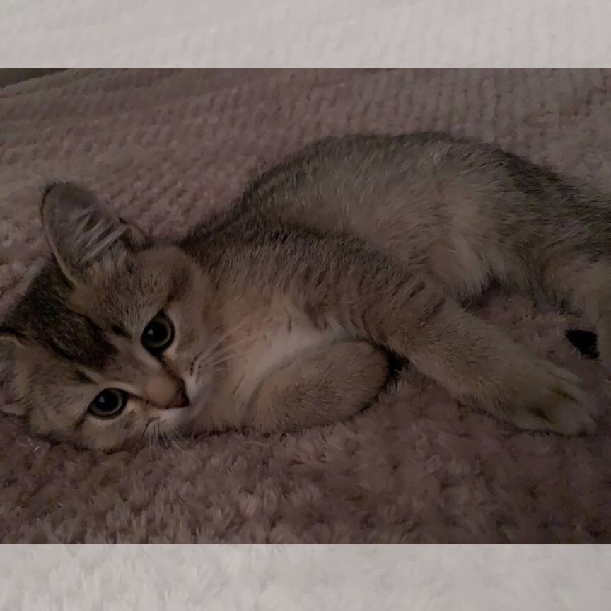 Продам котенка в хорошие руки