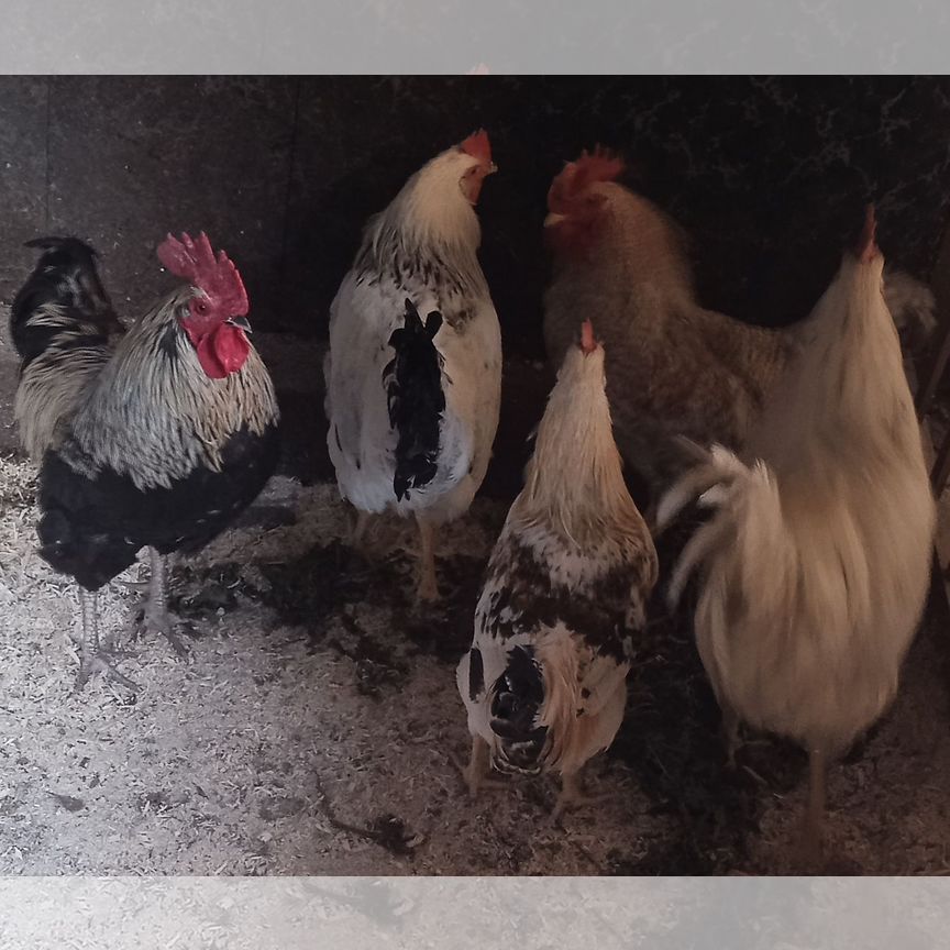 Продам молодых петушков(возраст 6 месяцев)