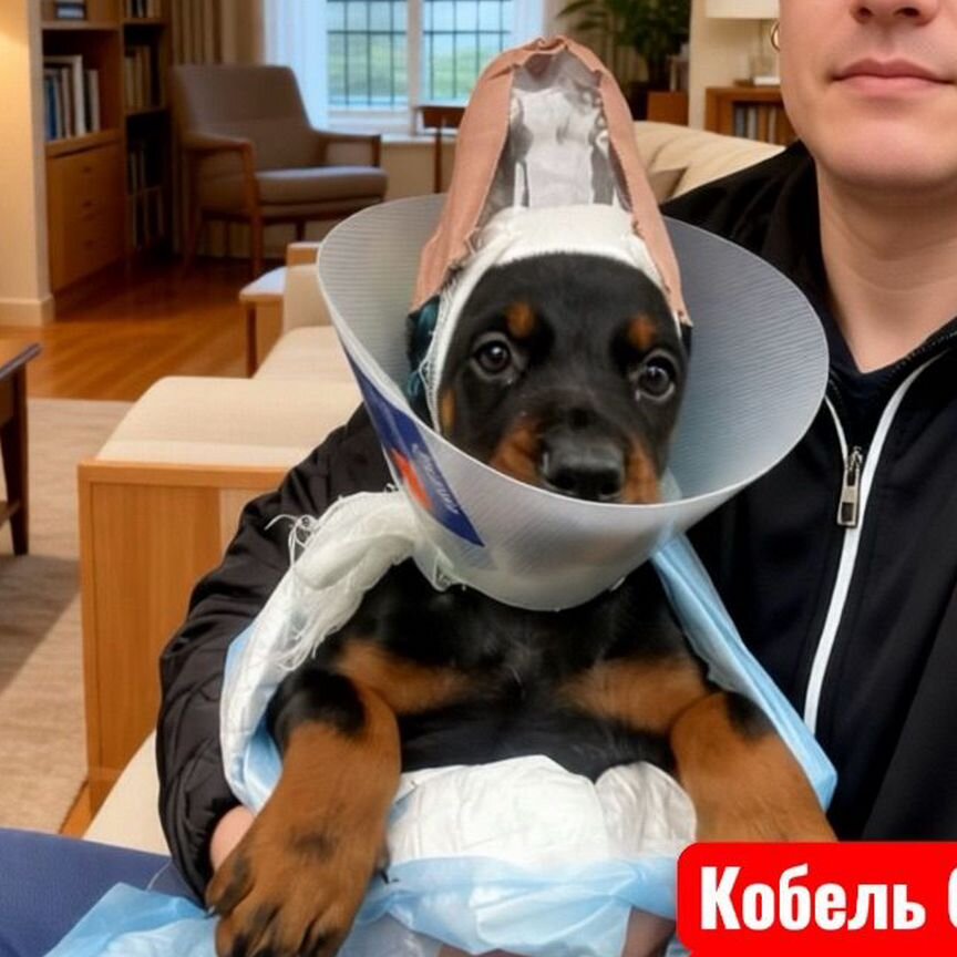 Доберман, щенок