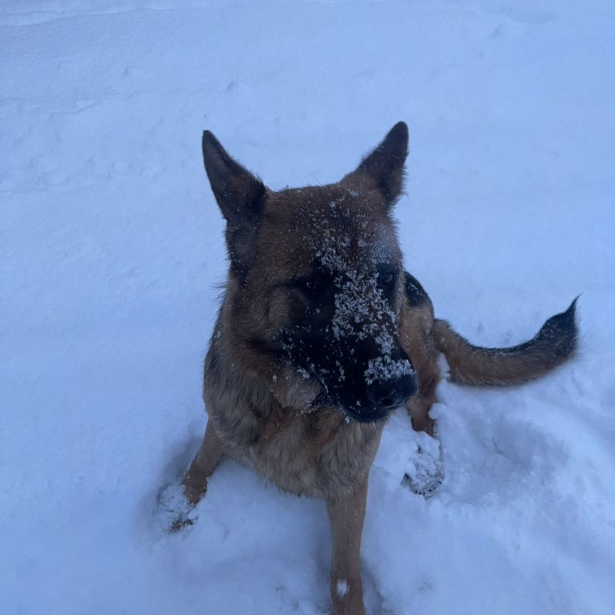 Немецкая овчарка