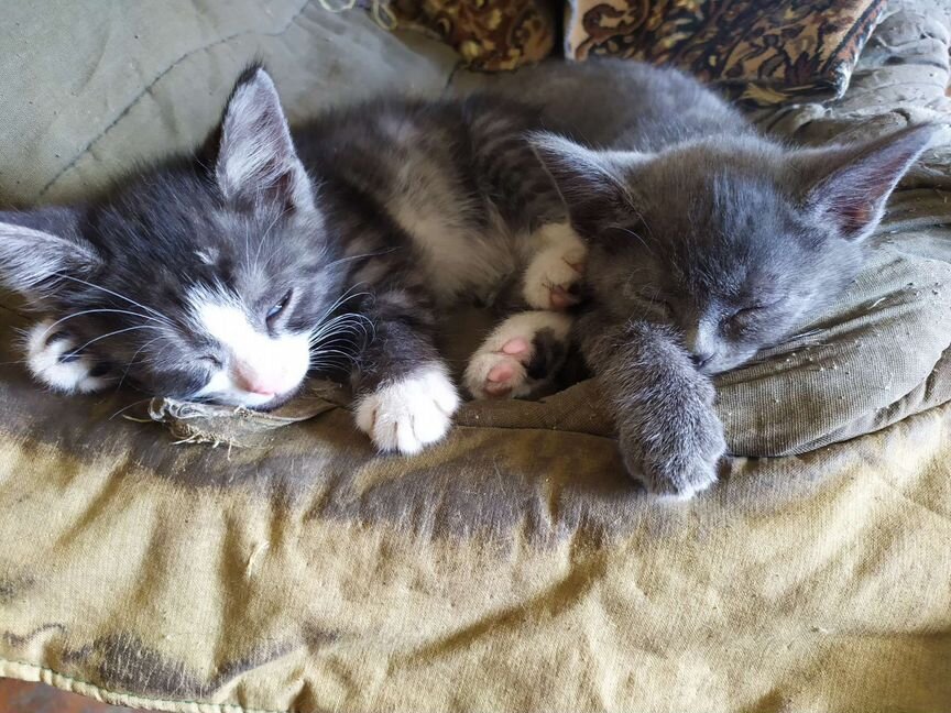 Кошки в добрые руки