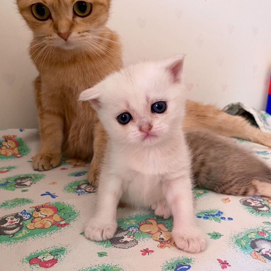 Котята